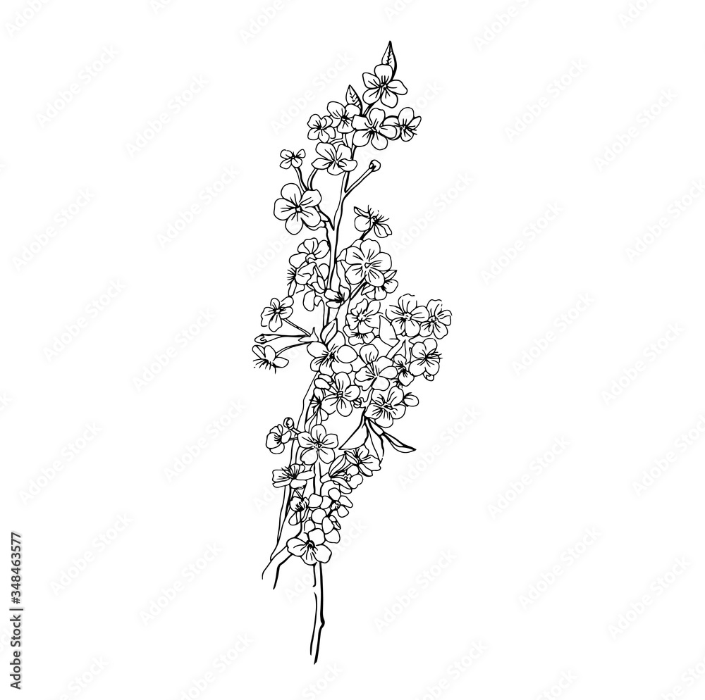 Cherry blossom isolated on a white background. Vector illustration in ...