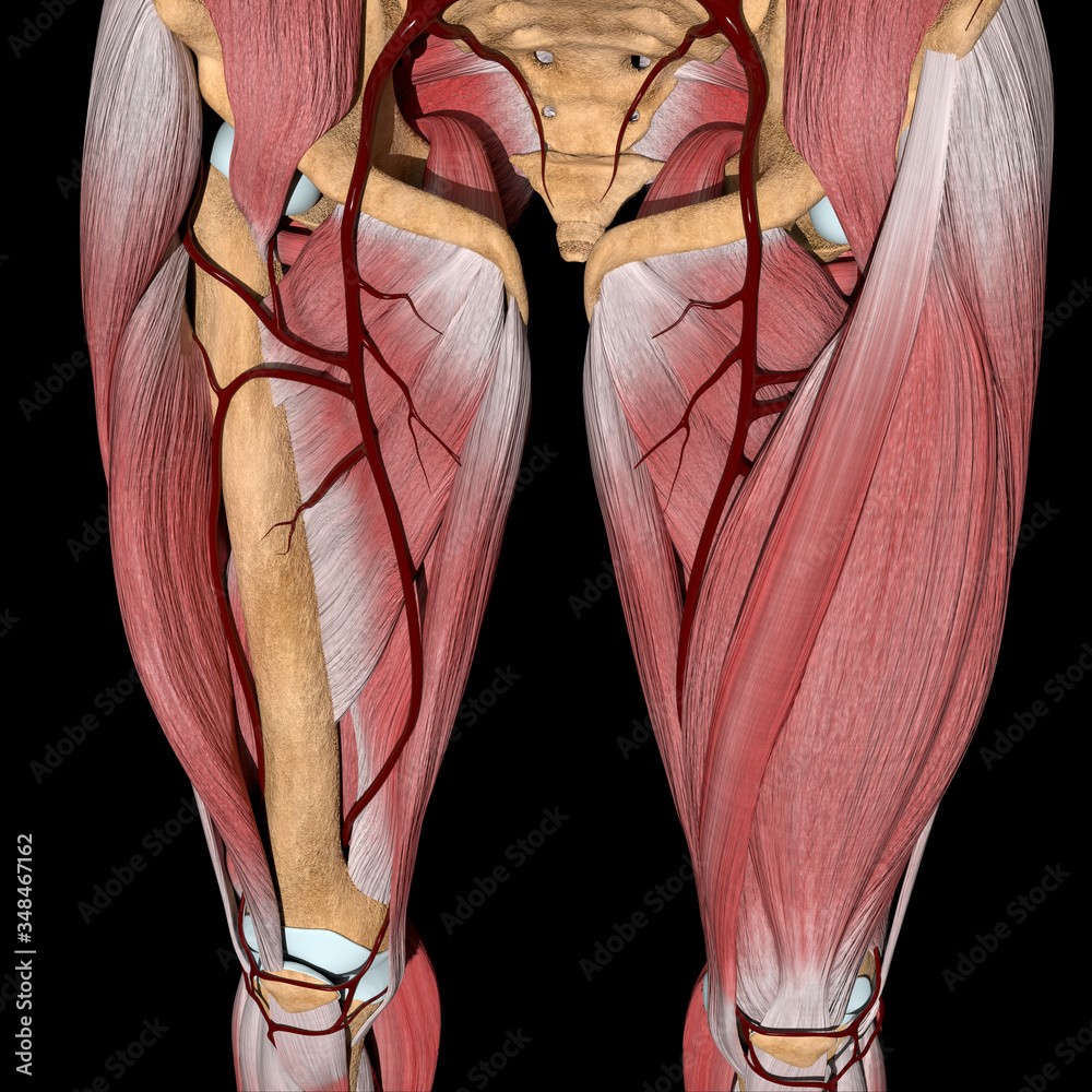 3d Illustration of the Femoral Artery Between Muscles Stock ...