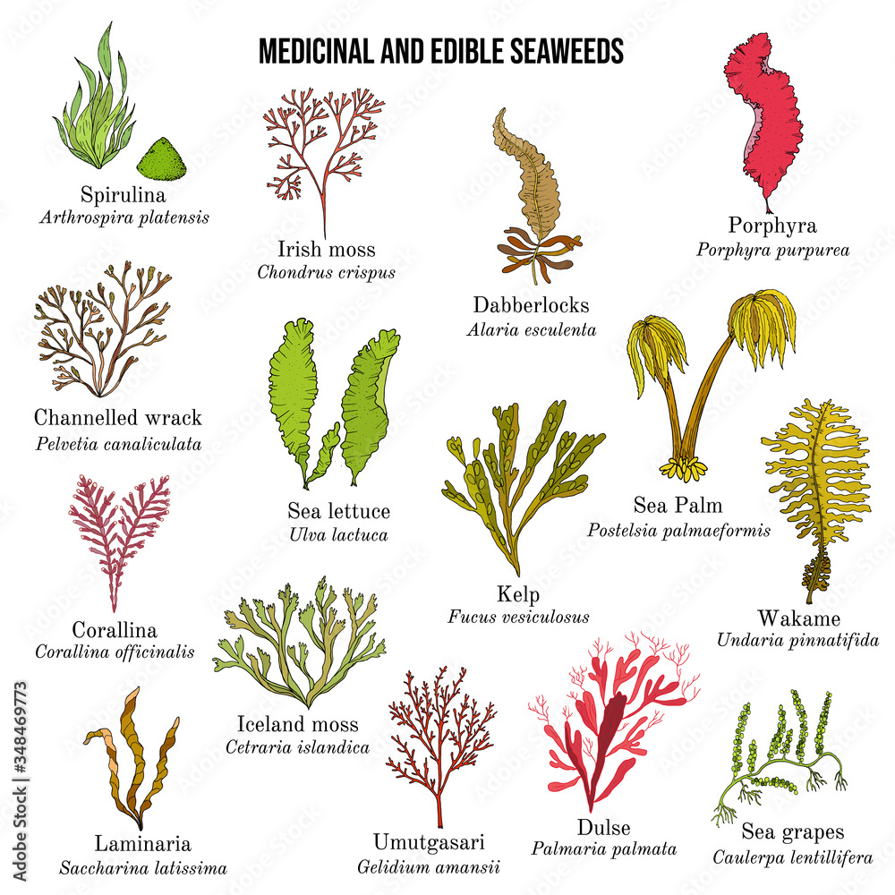 Big collection of edible and medicinal seaweeds Stock Vector | Adobe Stock