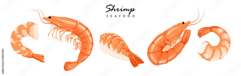 Cooked Shrimp Drawing