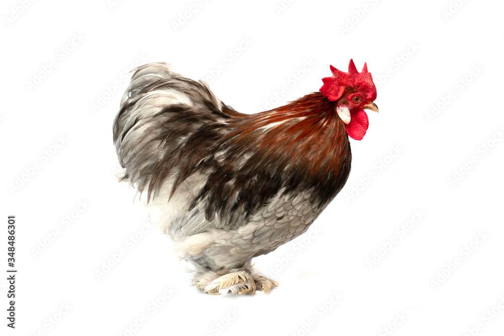 Mini Cochin chicken has a small round shape and has feathers on its ...