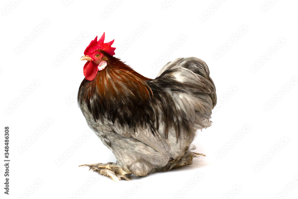 Mini Cochin chicken has a small round shape and has feathers on its ...