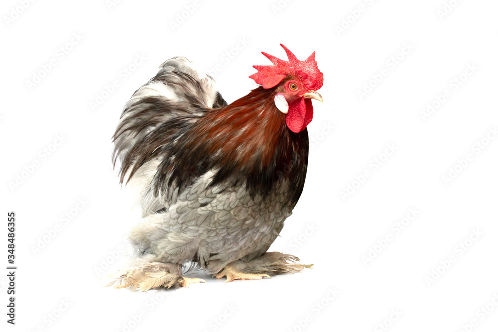 Mini Cochin chicken has a small round shape and has feathers on its ...