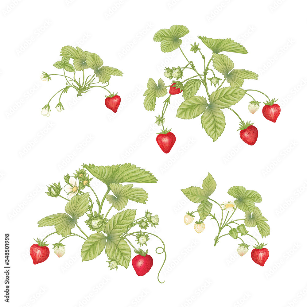 Strawberry branch with red berries. Clip art, set of elements for ...
