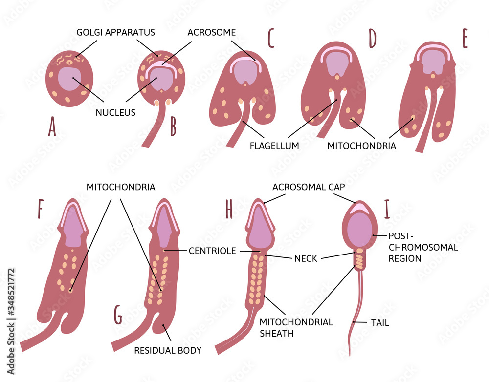 Summary of the major stages in spermiogenesis, from spermatid to ...