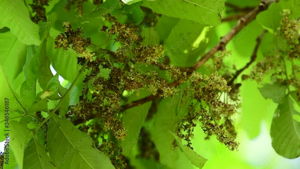 Apis cerana indica the Indian honey bee, is a subspecies of Asiatic ...