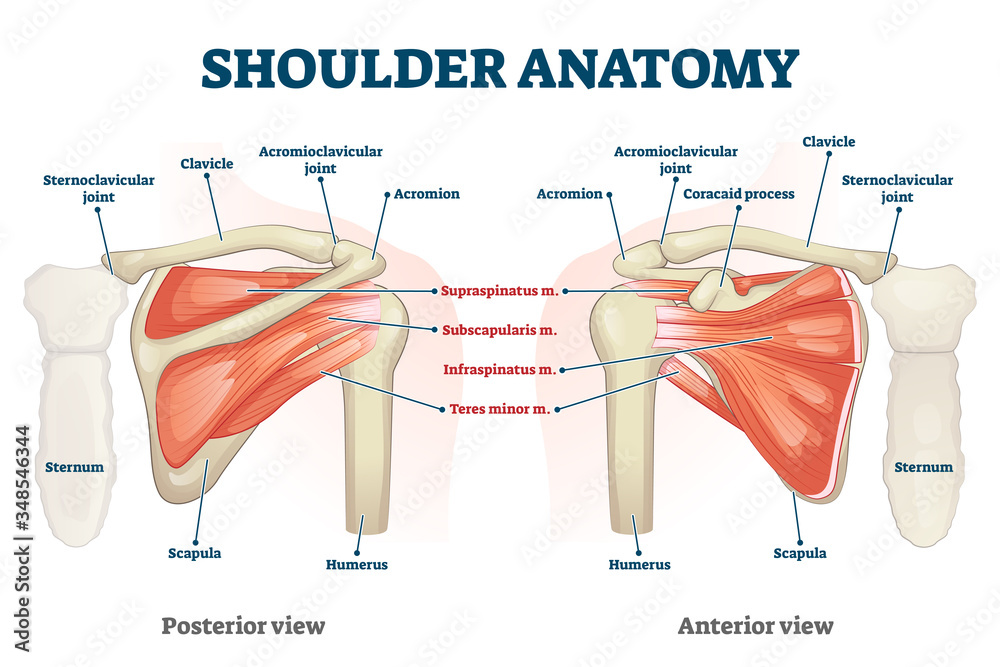 Shoulder anatomy vector illustration. Labeled skeleton and muscle ...