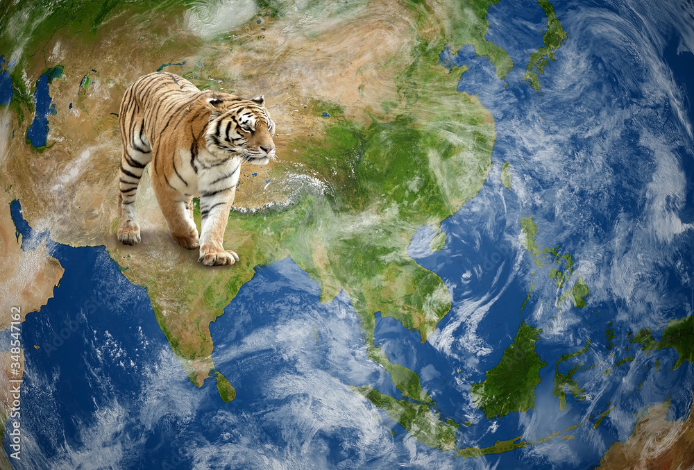 Map of India and Asia with tiger Stock Illustration | Adobe Stock