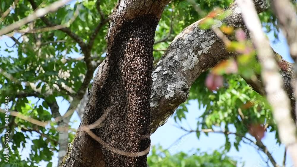 Apis cerana indica the Indian honey bee, is a subspecies of Asiatic ...