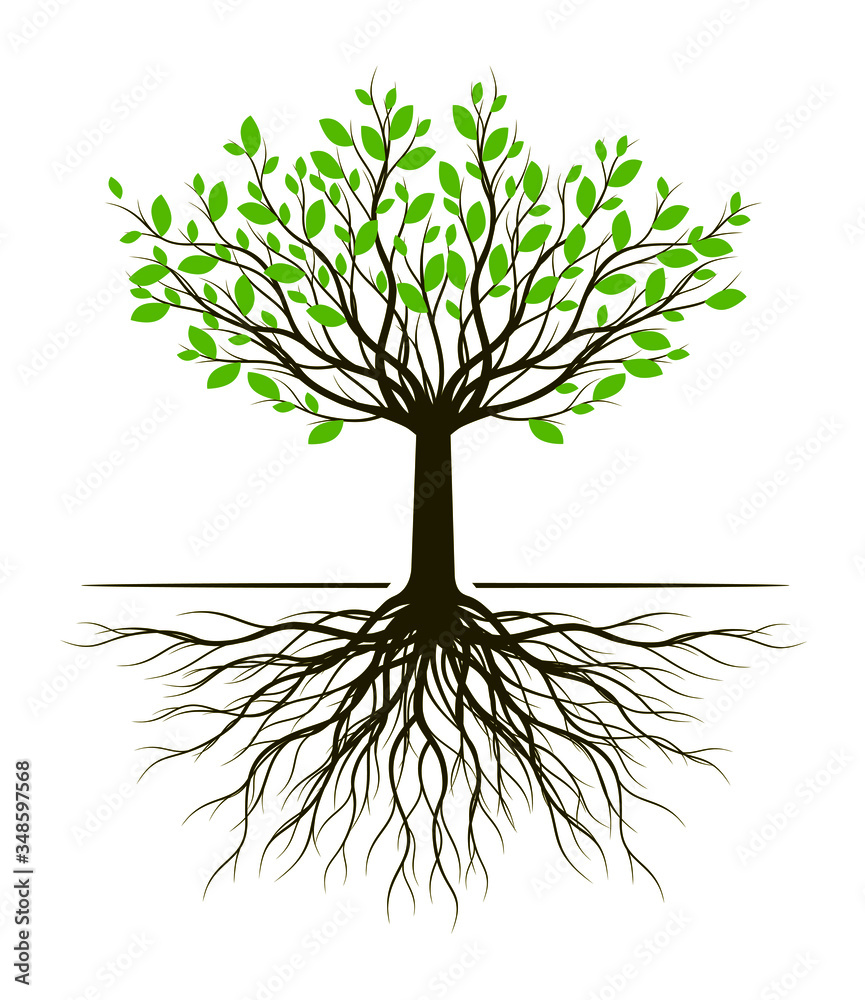 Tree silhouette with green Leaves and Roots. Vector outline ...