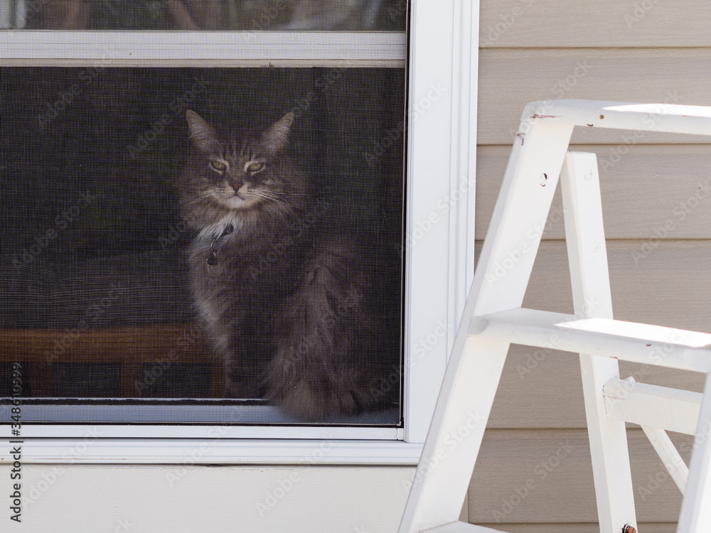 Grey cat sits regally in a window behind a porch screen enjoying the ...