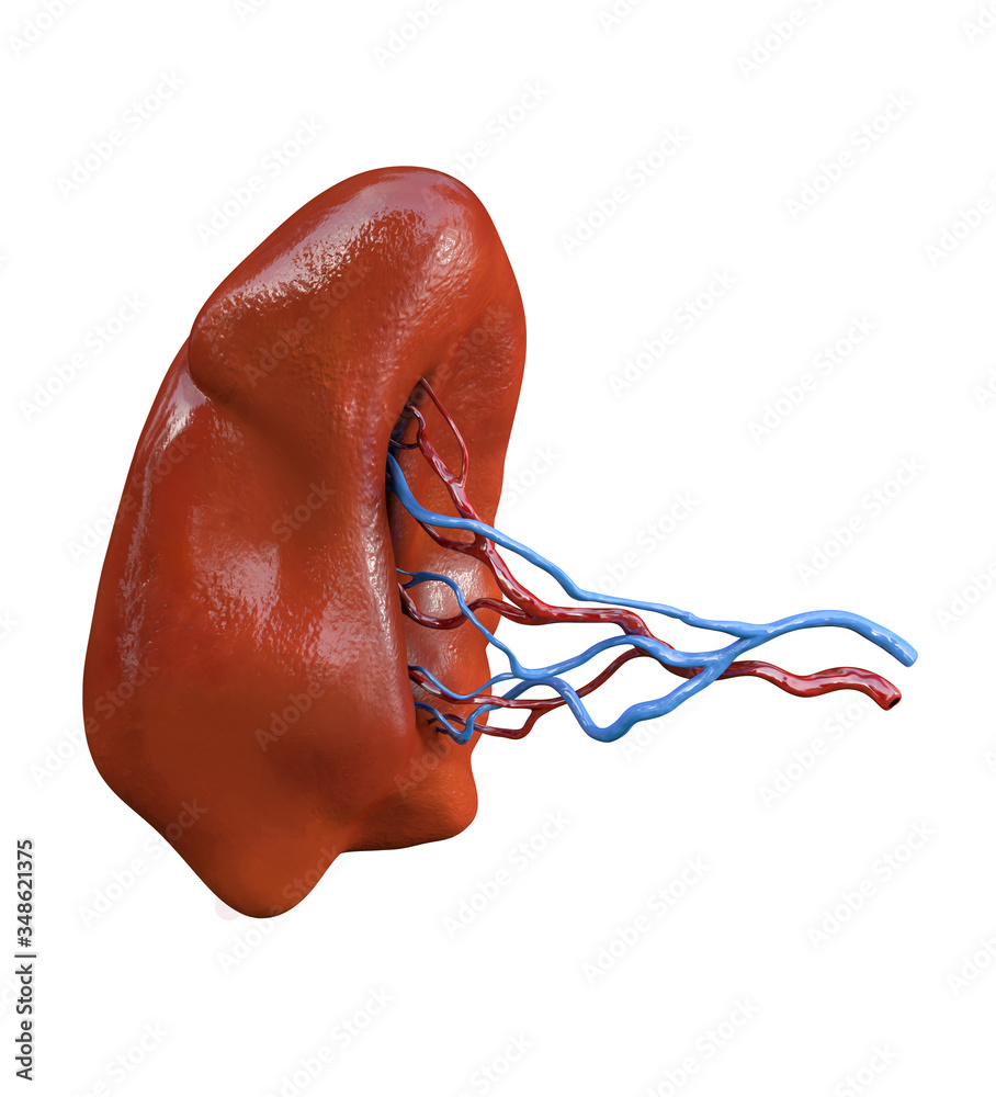 Human Spleen anatomy. Organs, isolated on white background Stock ...