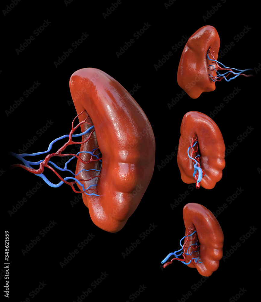 Spleen anatomy set, human anatomy, black background Stock Illustration ...