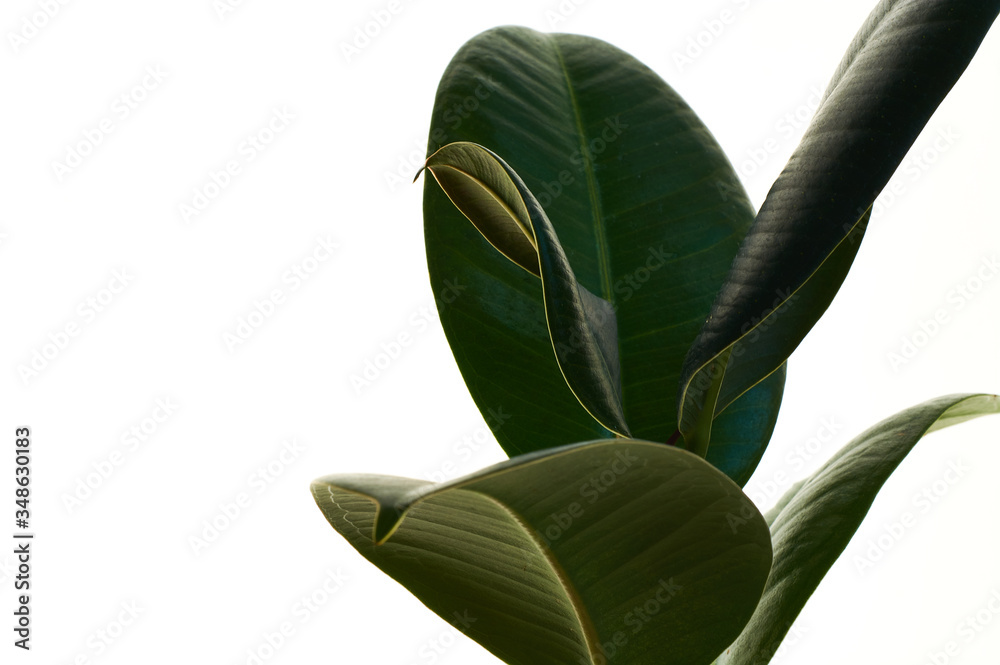Ficus elastica, rubbery green houseplant with large thick leaves on ...