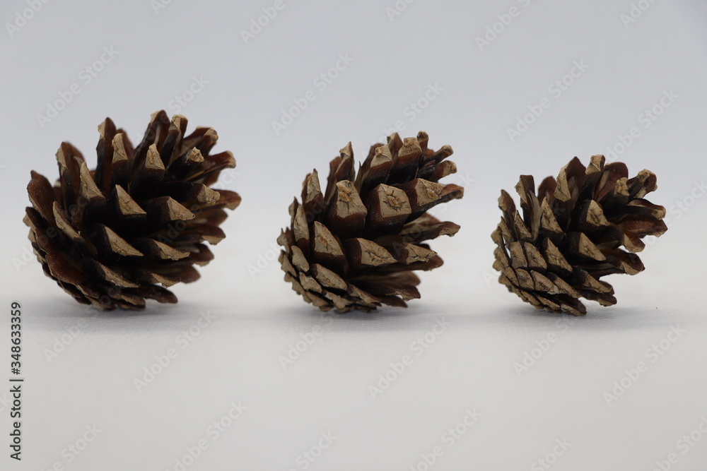 Pinha é o órgão das plantas da divisão Pinophyta onde se encontram as ...