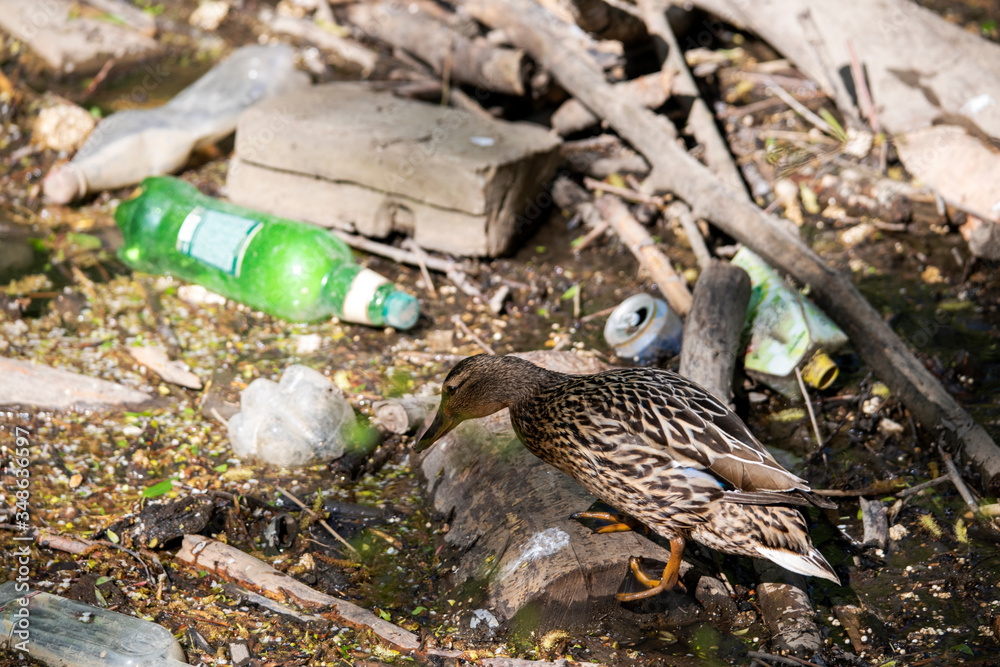 broad-nosed duck on the river with trash in the wild Stock Photo ...