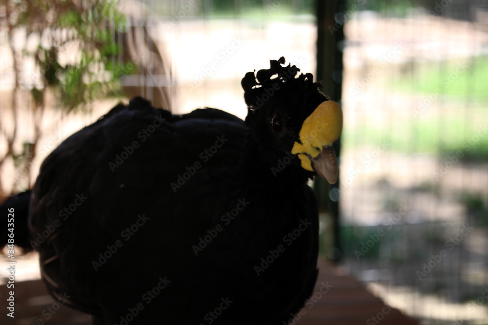 Macho de paujil , pajuil u hocofaisán, también conocido como pavón ...