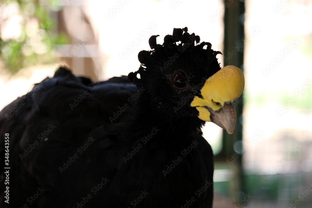 Foto de Macho de paujil , pajuil u hocofaisán, también conocido como ...
