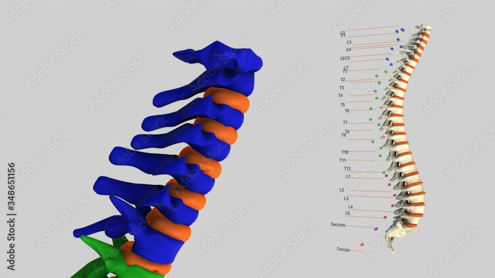 The human spinal column - Cervical spine - 3D model animation on a ...