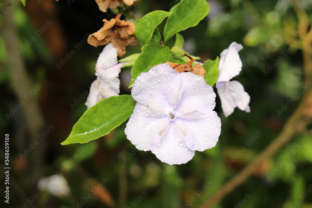 "Manaca Brunfelsia" flower (or Christmas Bloom, Paraguay Jasmine) with ...