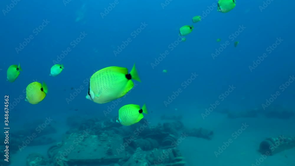 Yellow Milletseed butterflyfish, Chaetodon miliaris, aggressively swim ...