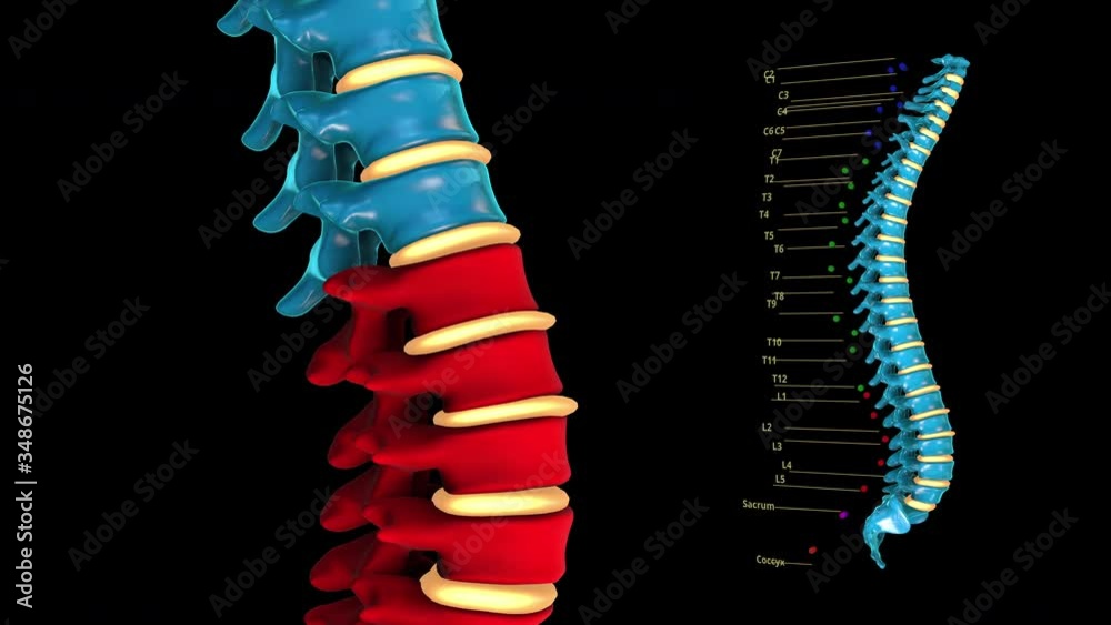 The human spinal column -blue metal- Lumbar spine - 3D model animation ...