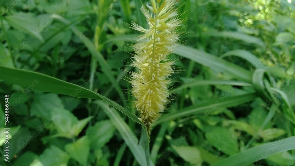 Close up Pennisetum purpureum (Cenchrus purpureus Schumach, Napier ...