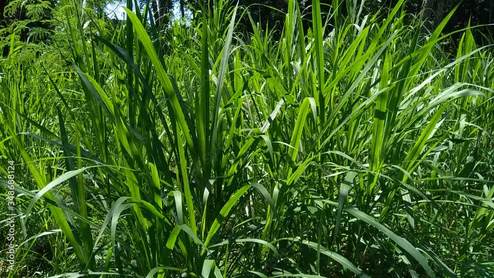 Vidéo Stock Close up Pennisetum purpureum (Cenchrus purpureus Schumach ...