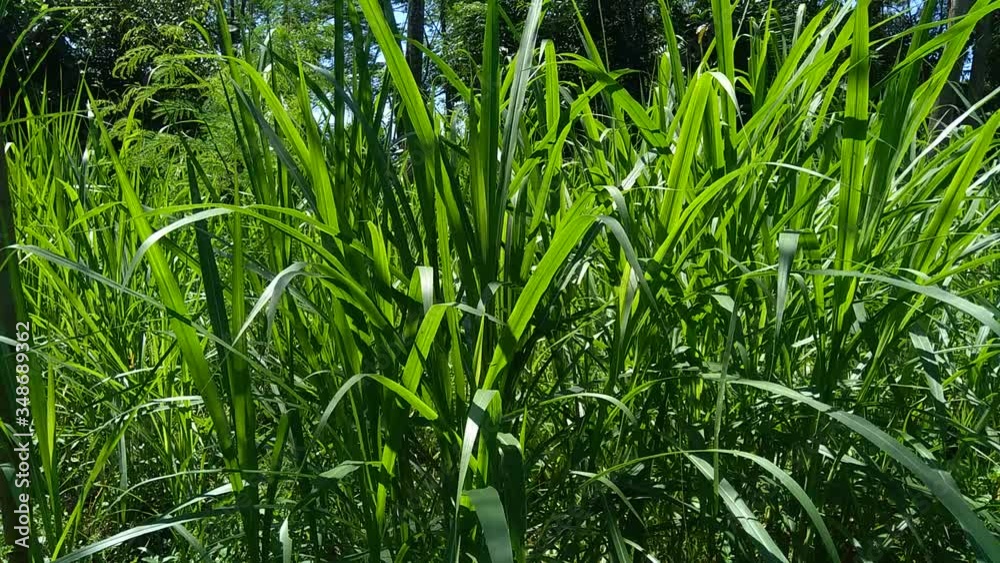 Close up Pennisetum purpureum (Cenchrus purpureus Schumach, Napier ...
