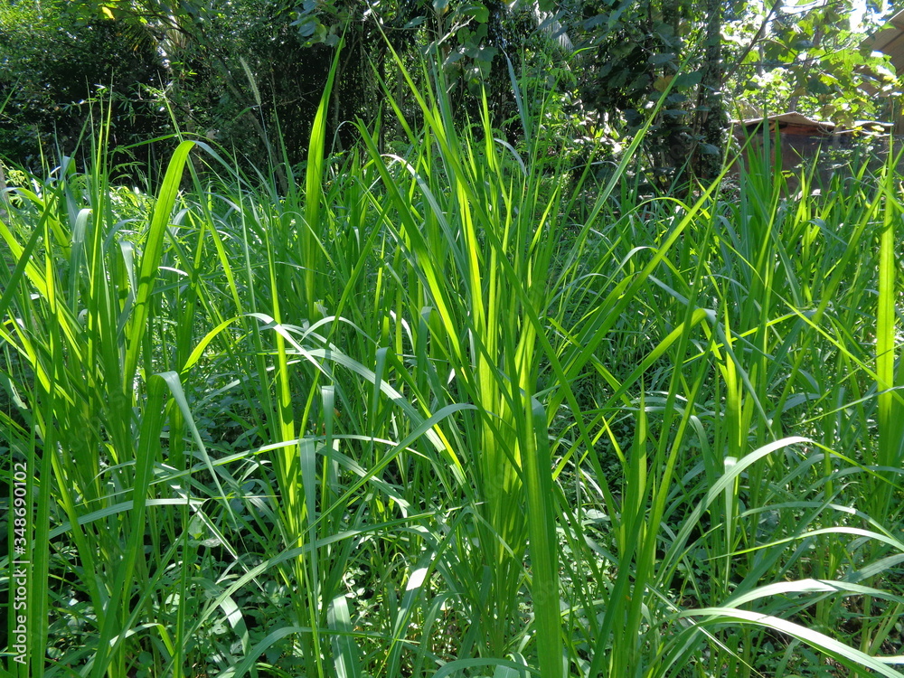 Close up Pennisetum purpureum (Cenchrus purpureus Schumach, Napier ...