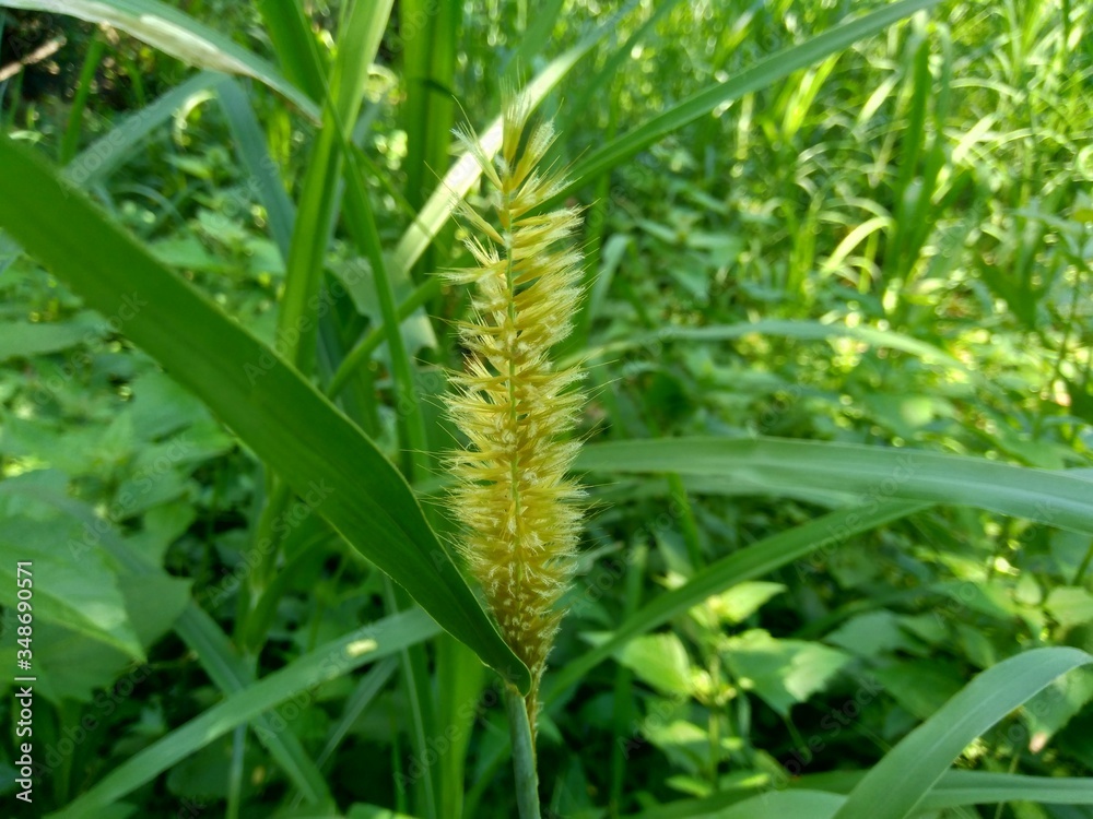 Close up Pennisetum purpureum (Cenchrus purpureus Schumach, Napier ...