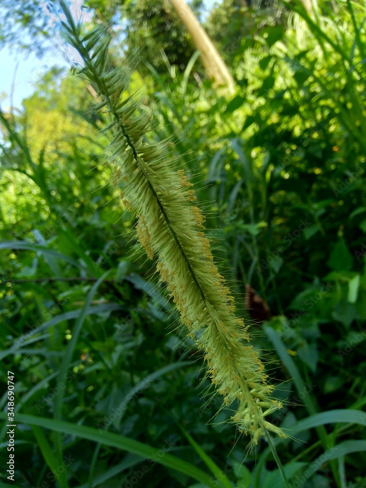 Close up Pennisetum purpureum (Cenchrus purpureus Schumach, Napier ...