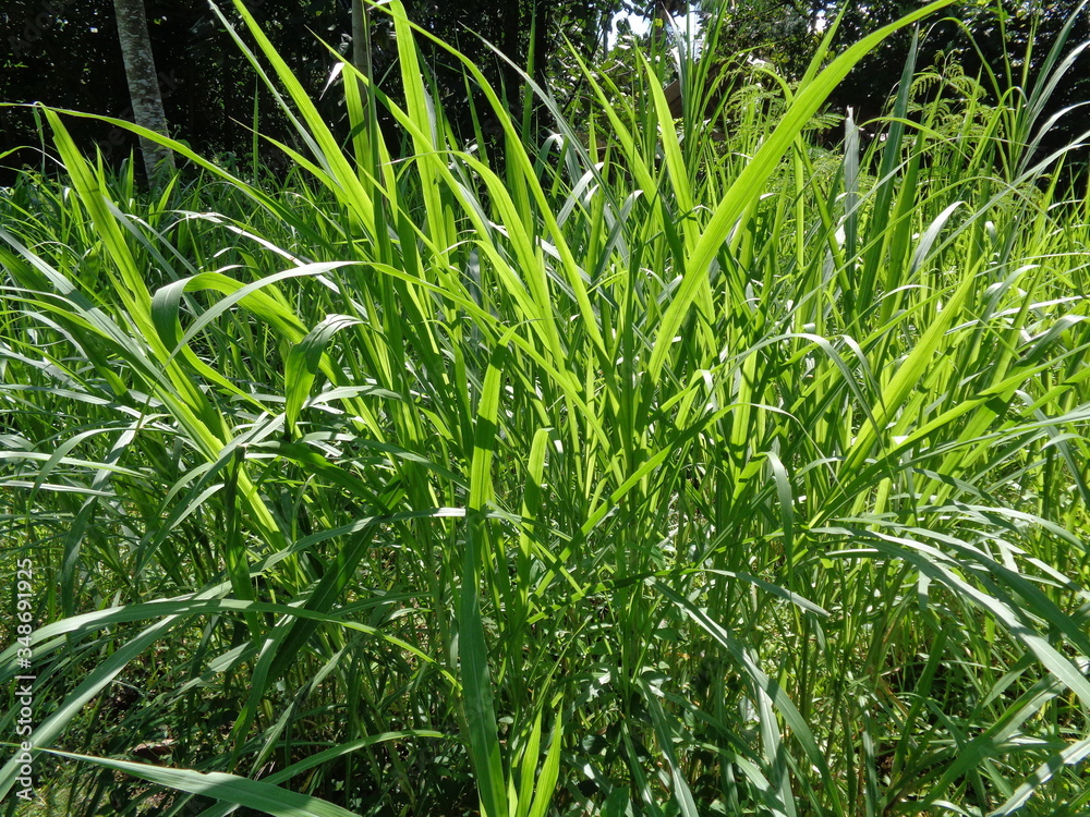 Close up Pennisetum purpureum (Cenchrus purpureus Schumach, Napier ...