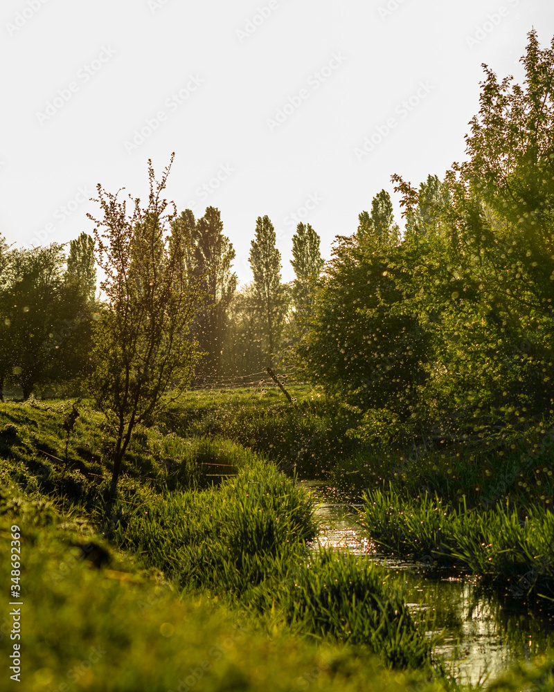 Mosqito swarm hatching season, beautiful rural farm view, sunny spring ...