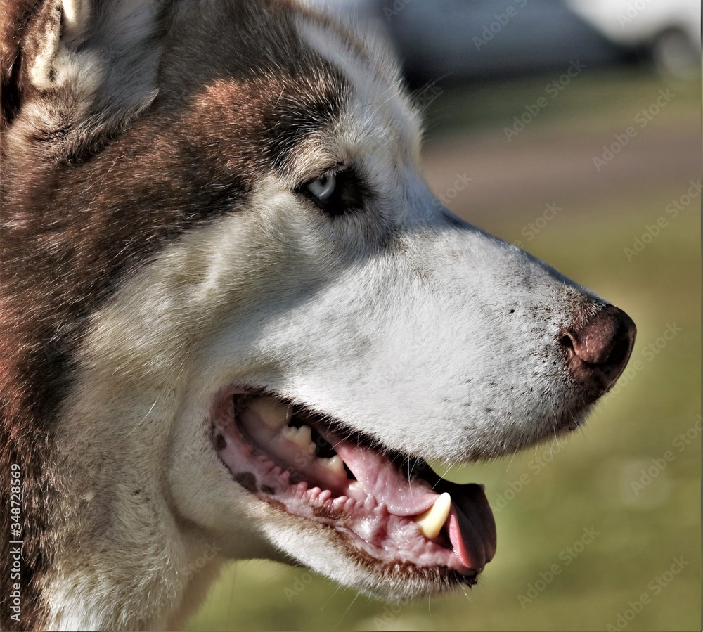 Siberian Huskie dog face showing side profile with mouth open and light ...