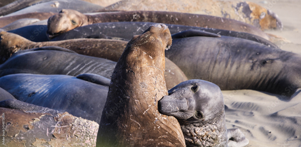 Elephant Seals fighting & biting near Cambria, California, USA. One ...