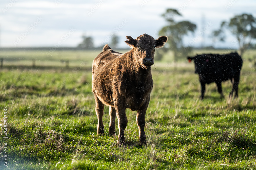 steers and bullocks Beef cows and calfs grazing on grass in south west ...