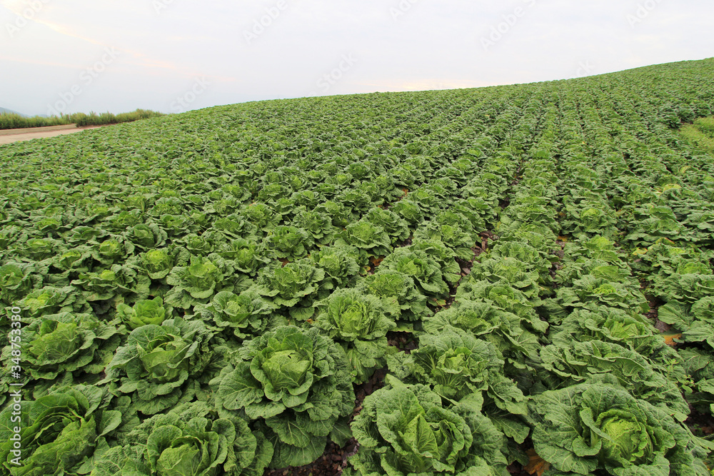 Korean highland cabbage patch landscape Stock Photo | Adobe Stock