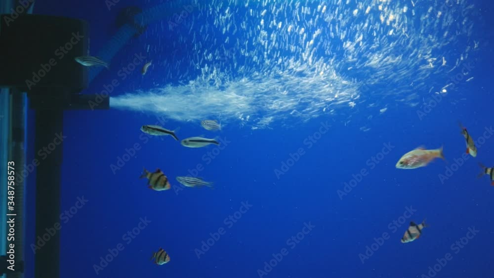 aquarium filter pumping oxygen into a fish tank creating air bubbles ...