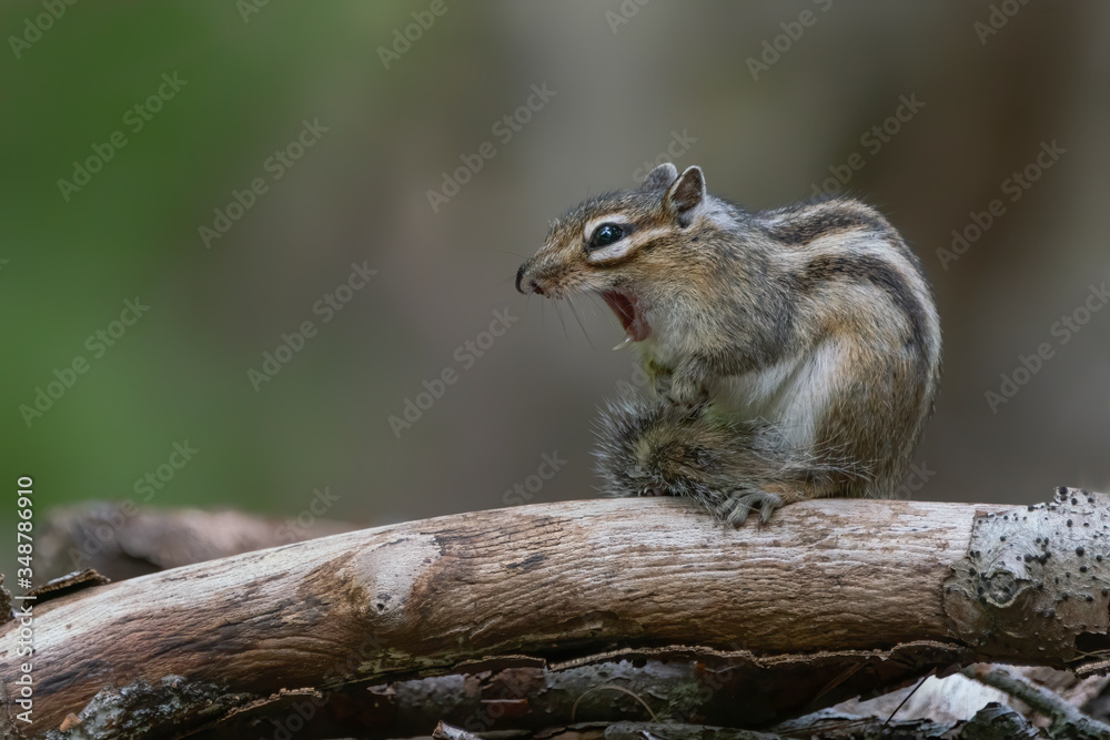 Foto de Cute Siberian chipmunk or common chipmunk (Eutamias sibiricus ...