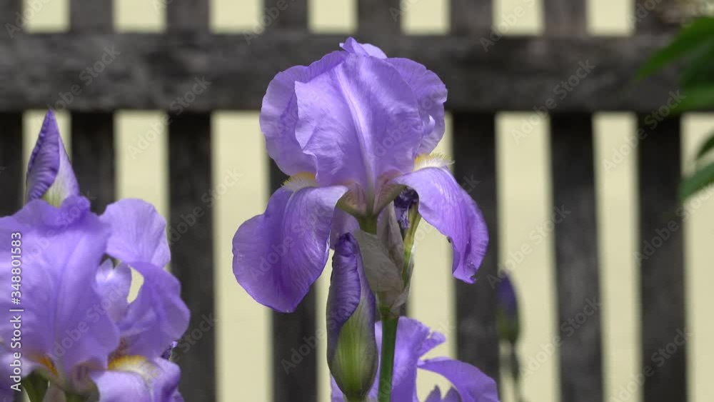 Purple bearded Iris germanica flower in front of a wooden fence, close ...