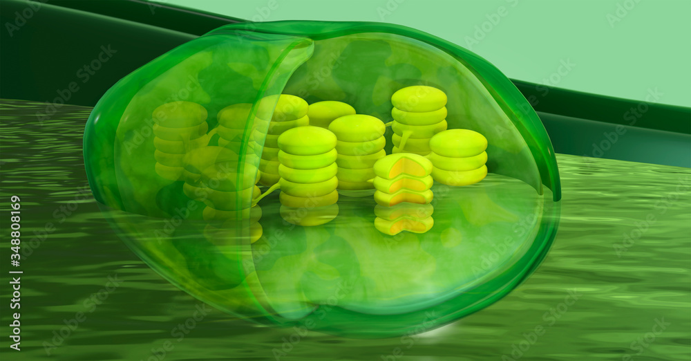 Chloroplast structure, 3d illustration. Cross section of a chloroplast ...
