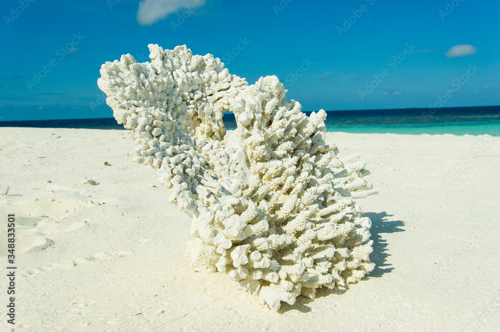 Coralli sulle spiagge degli atolli nel mare delle Maldive Stock Photo ...