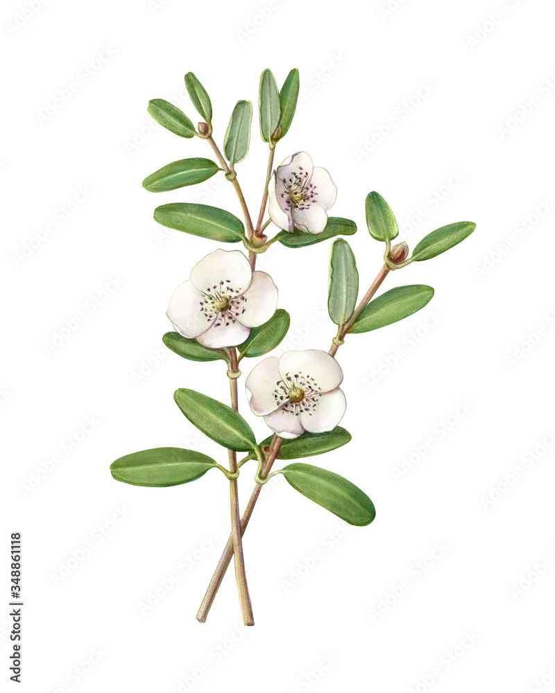Leatherwood tree pencil illustration isolated on white with clipping ...