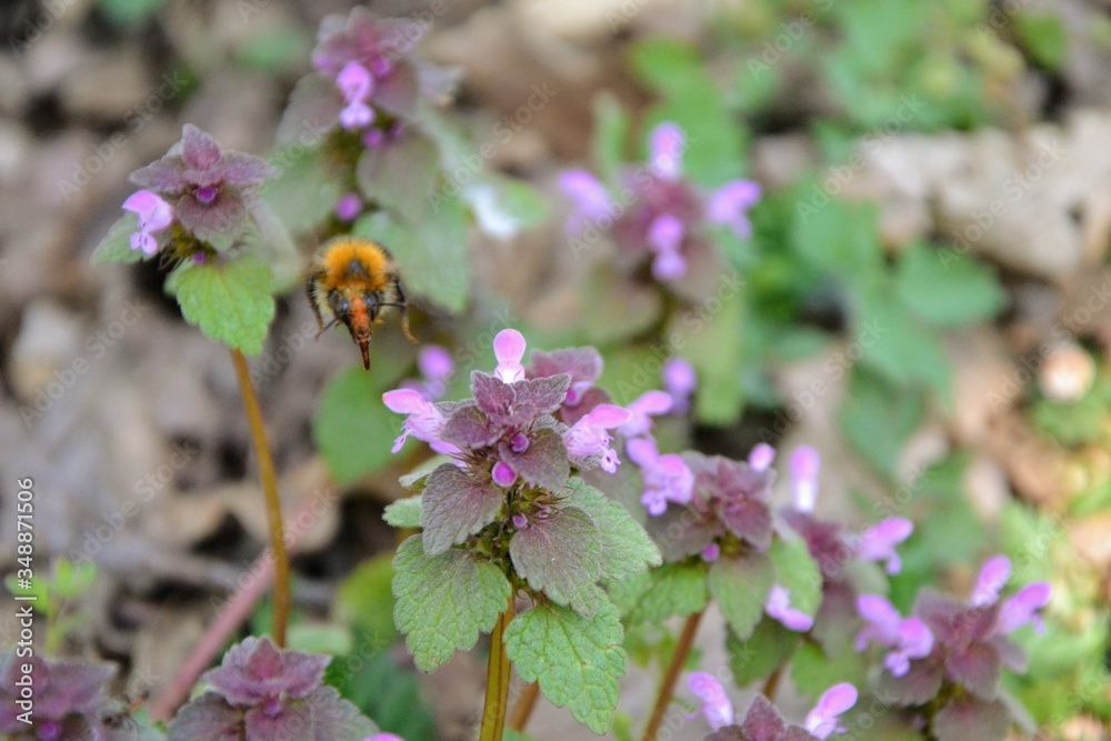 Bumblebee - bombus terrestris collects pollen from a Blooming Lamium ...