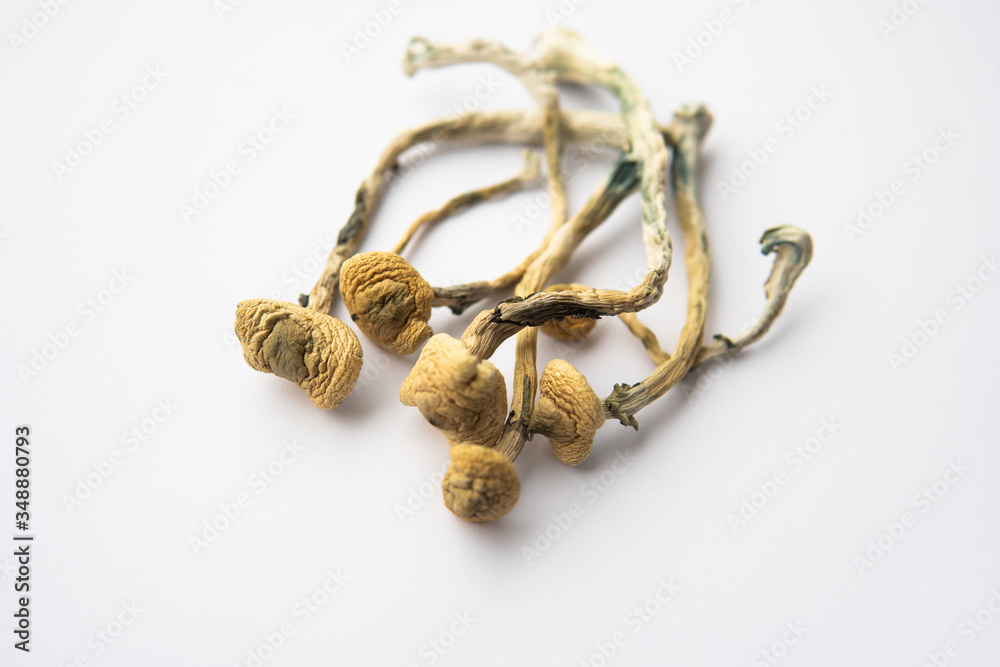 Psychedelic drug. Dry Psilocybe cubensis. Psilocybin Mushroom. White ...