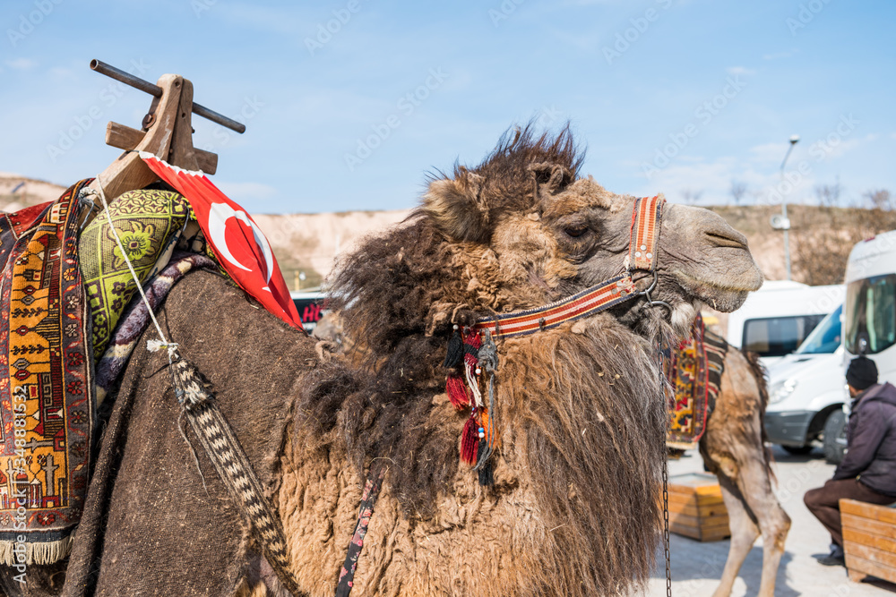 Camel for tourist at the Uchisar castle, the highest peak in the region ...