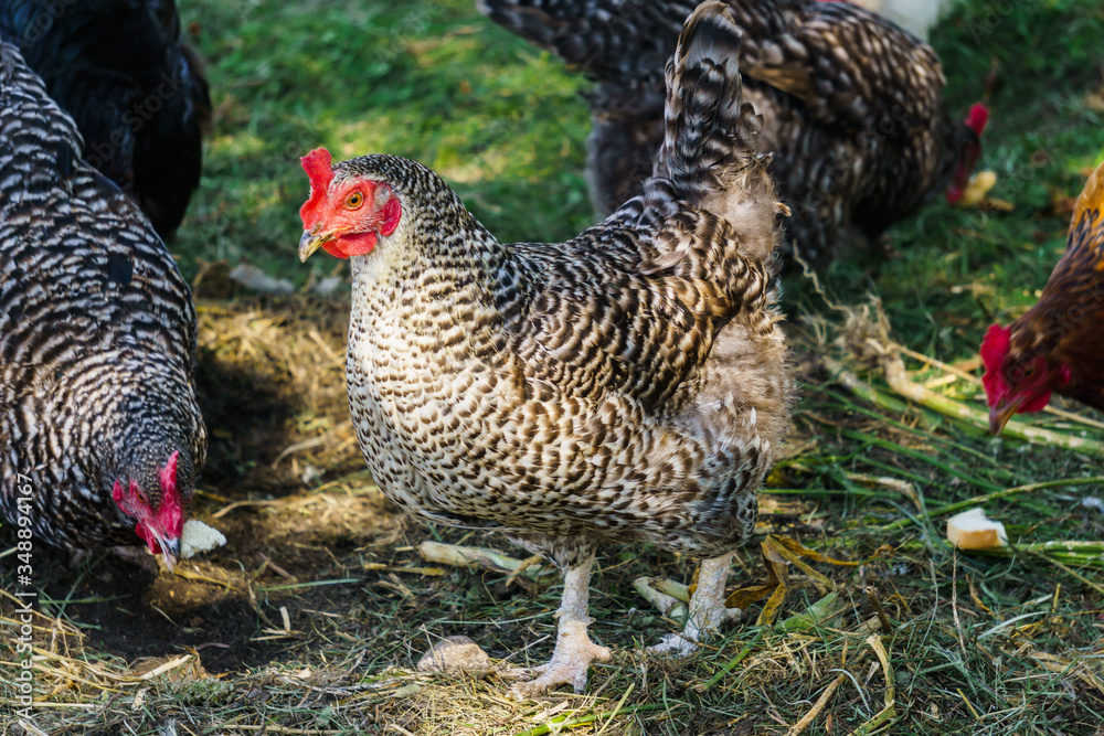 Poultry hens. Hens of various breeds in the village in nature. Stock ...