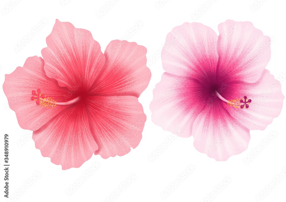 Pink Hibiscus Clipart