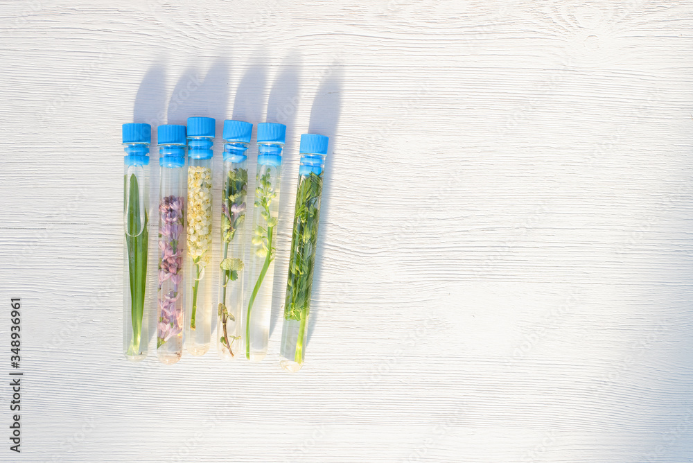 Different types of plants in the test tubes on white flat lay table ...